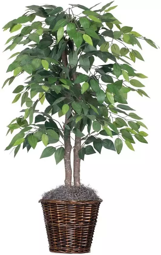 Gall y llun gynnwys: Plant, and Tree
