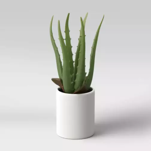 Gall y llun gynnwys: Plant, and Aloe
