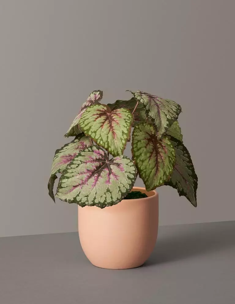 Ôfbylding kin befetsje: Plant, Leaf, Veins, Pottery, Vase, Potted Plant, en Jar