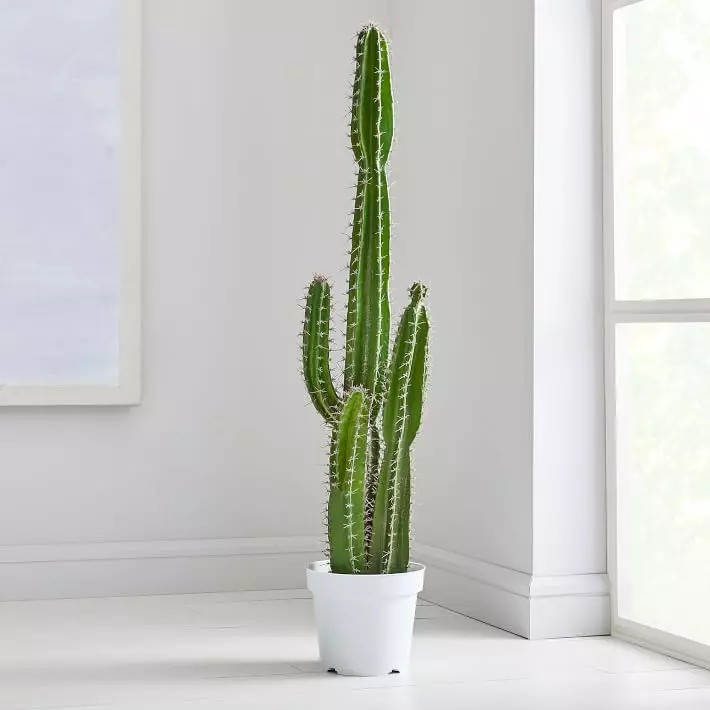Gall y llun gynnwys: Plant, a Cactus